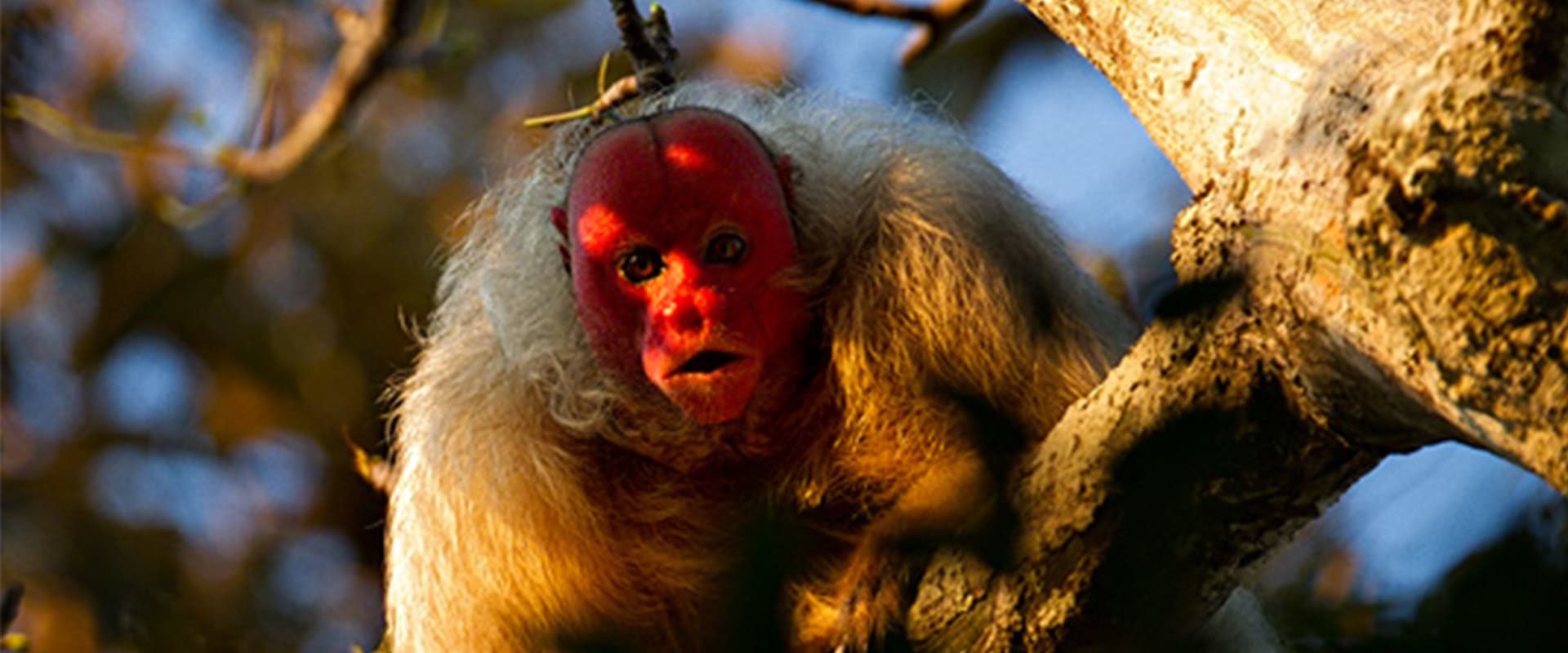 The Fascinating Role of Male and Female Bald Monkeys in Their Group